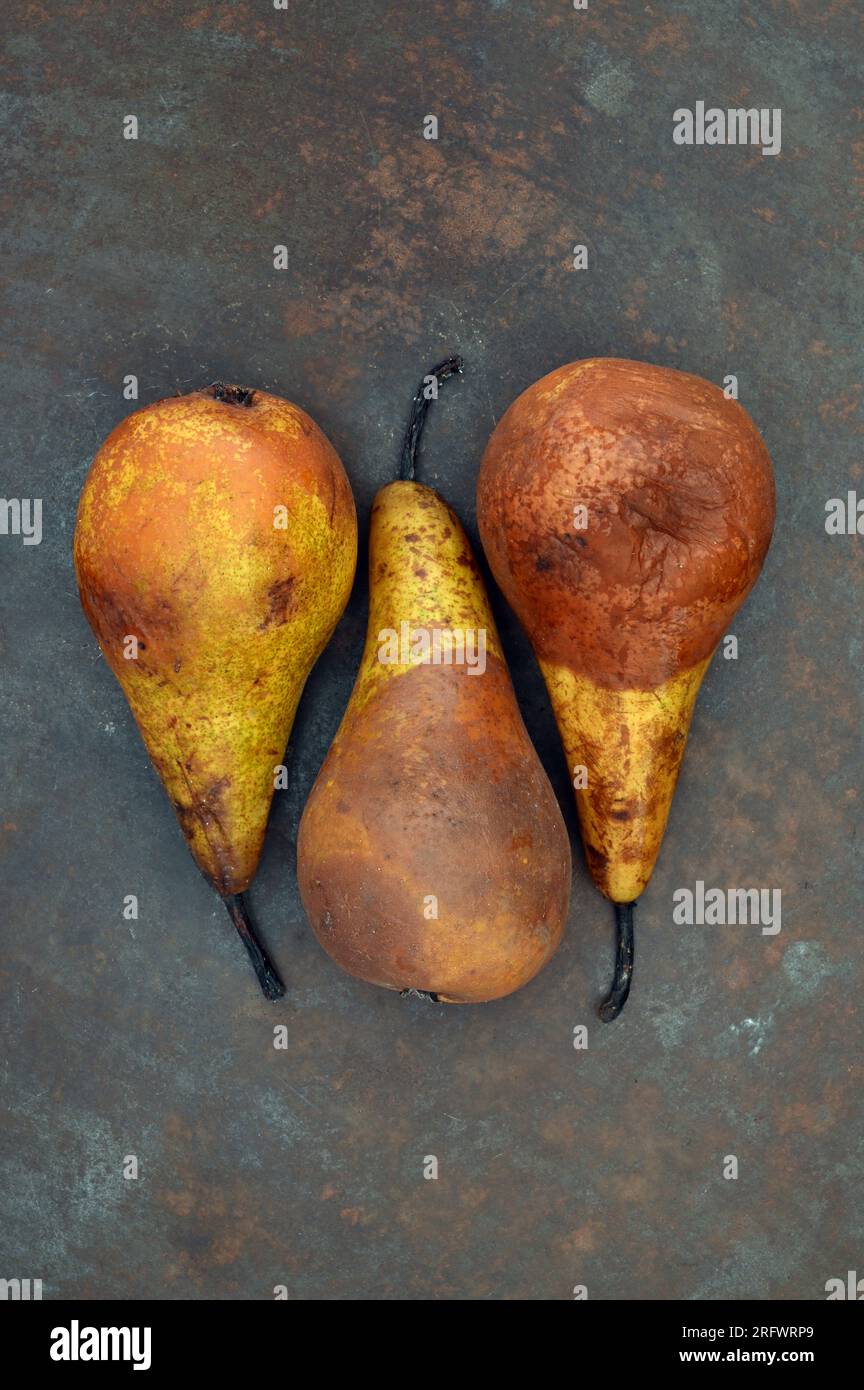 Three over ripe Conference pears lying head to tail on tarnished metal ...