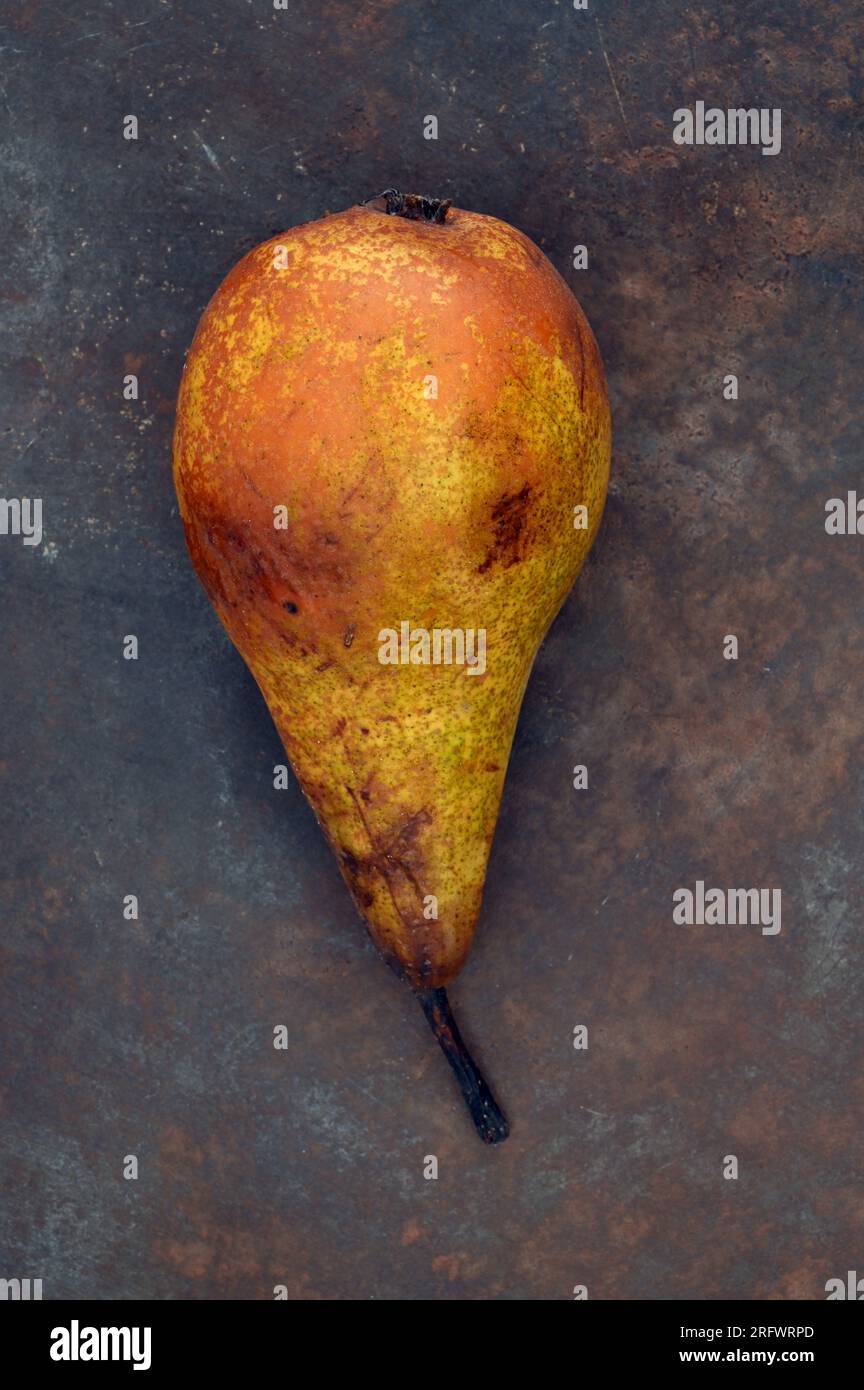 Single over ripe Conference pear lying head to tail on tarnished metal ...