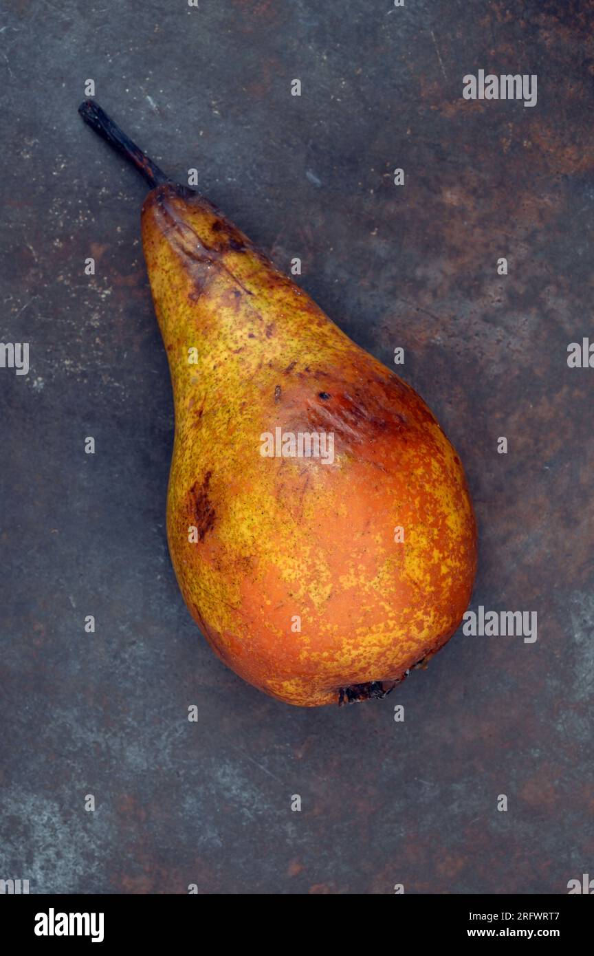 Single over ripe Conference pear lying head to tail on tarnished metal ...