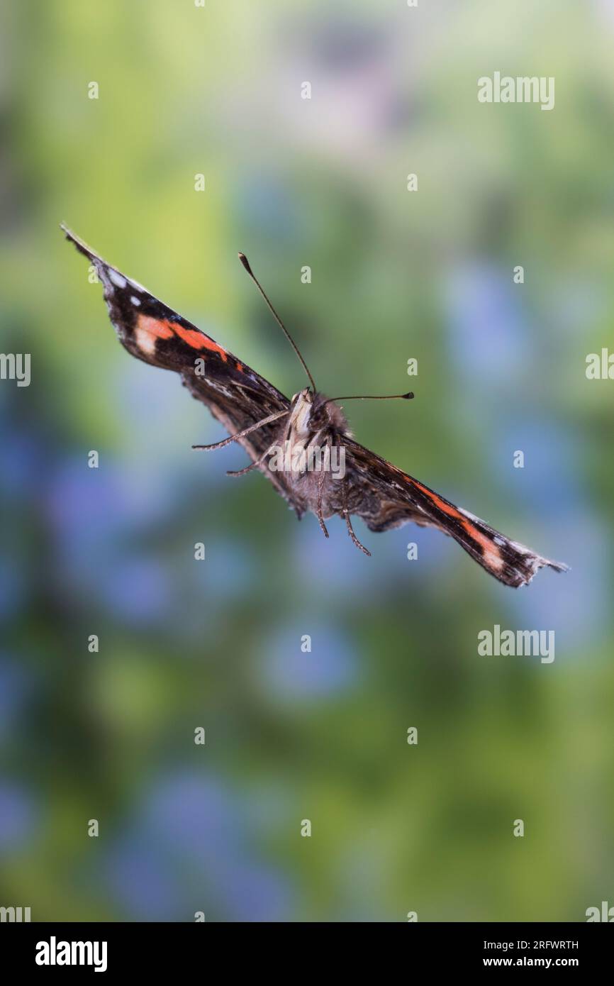 Red admiral flying hi-res stock photography and images - Alamy