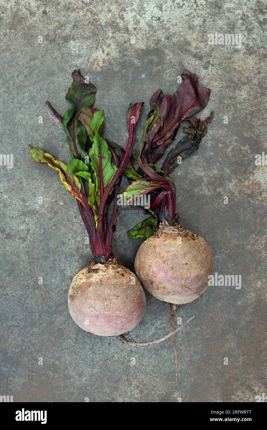 Two washed beetroots with their green and burgundy leaves still ...