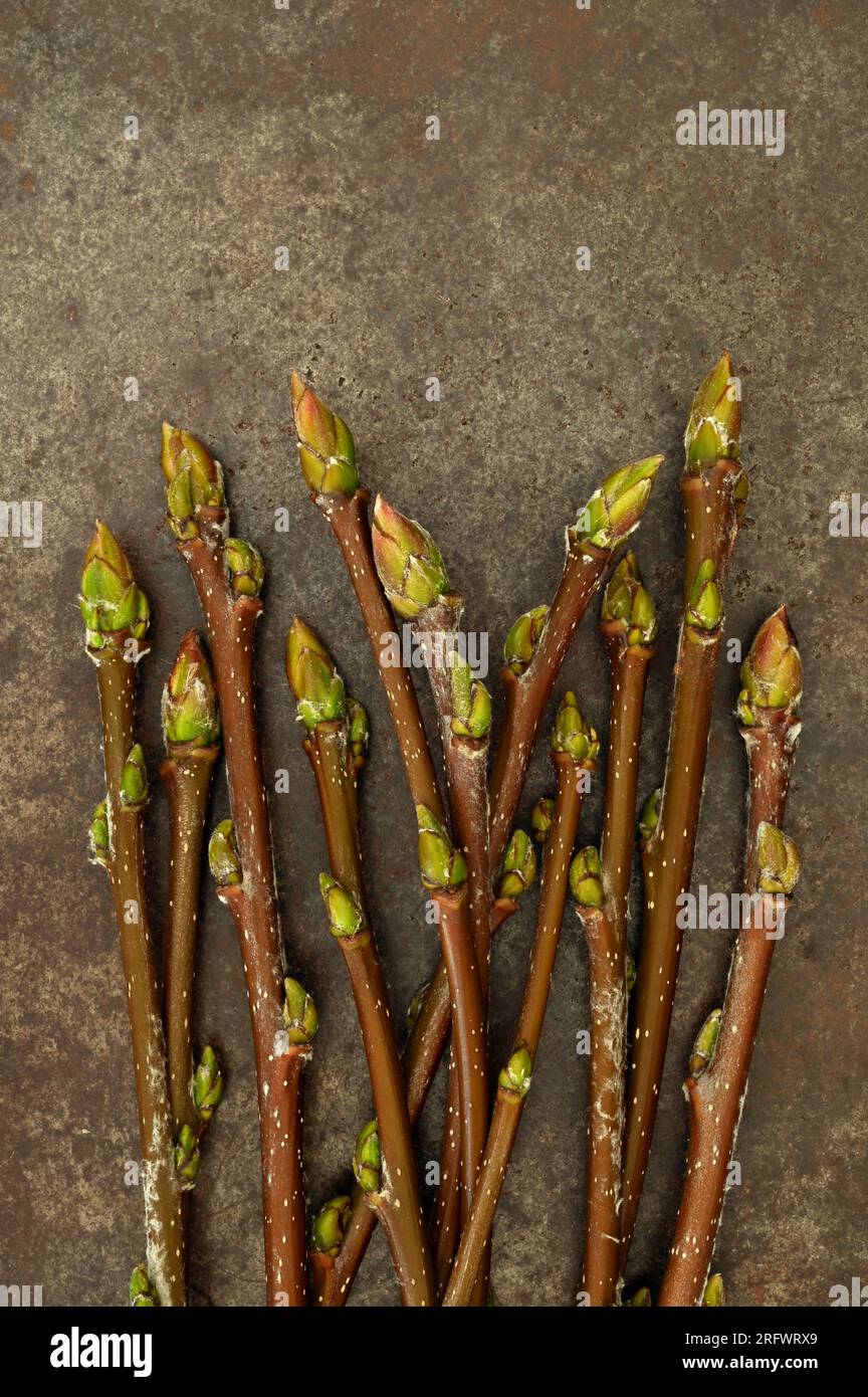 Spring twigs hi-res stock photography and images - Alamy