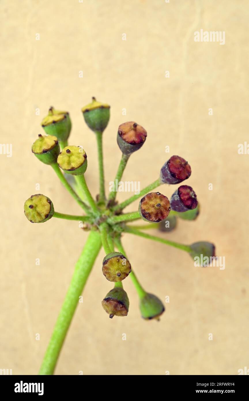 Green stem of Ivy or Hedera helix bearing rip[ening seed heads and ...