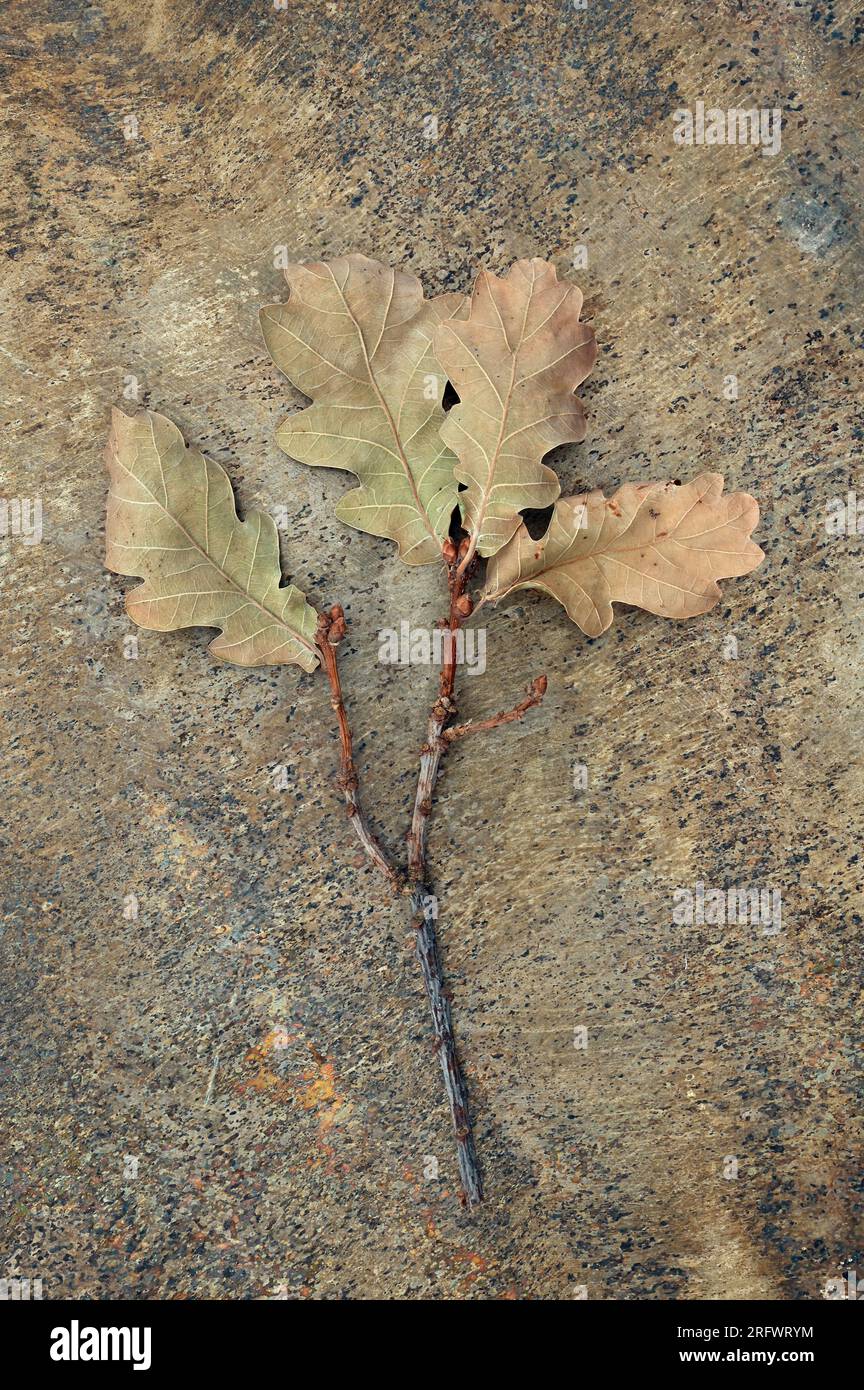 Stem of English oak or Quercus robur with four atumnal leaves attached ...