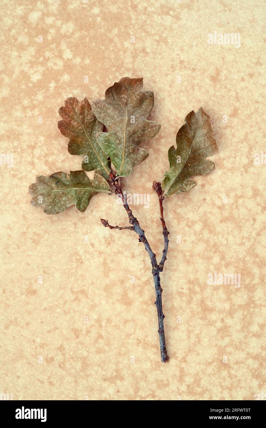 Stem of English oak or Quercus robur with four atumnal leaves attached ...