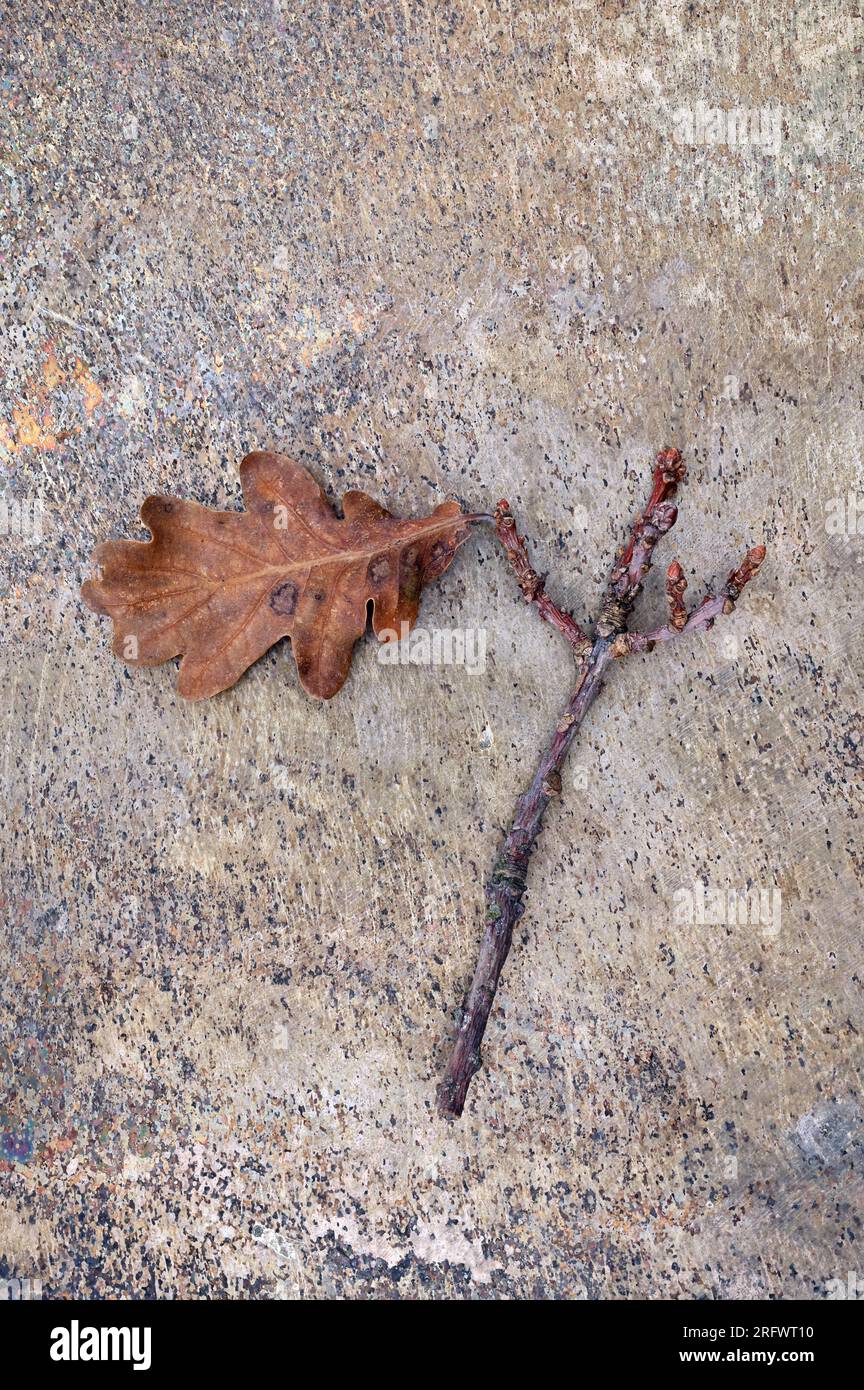 Stem of English oak or Quercus robur with single autumnal leaf attached ...