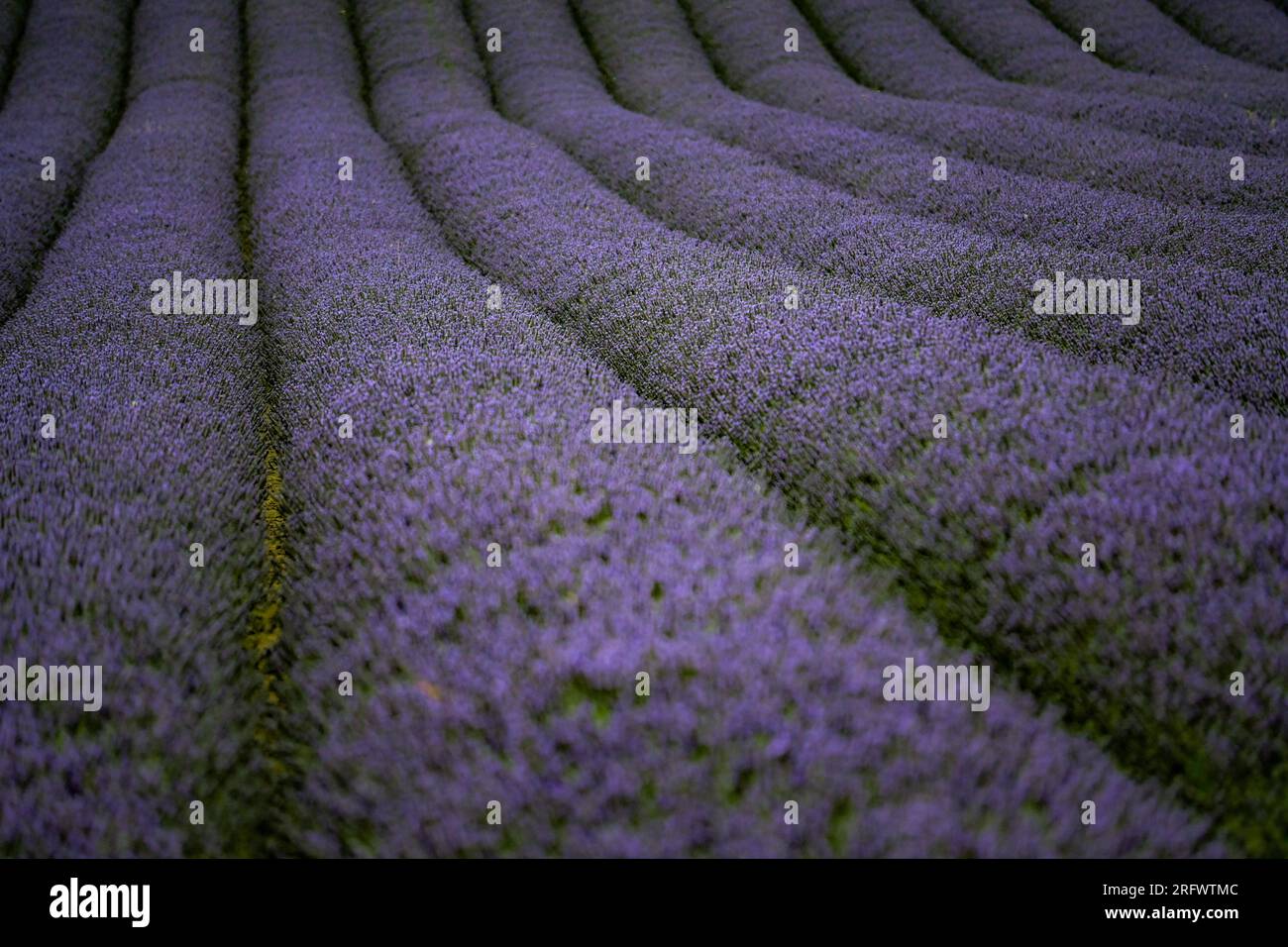 lavender field, lavender, field in nature, landscape Stock Photo - Alamy