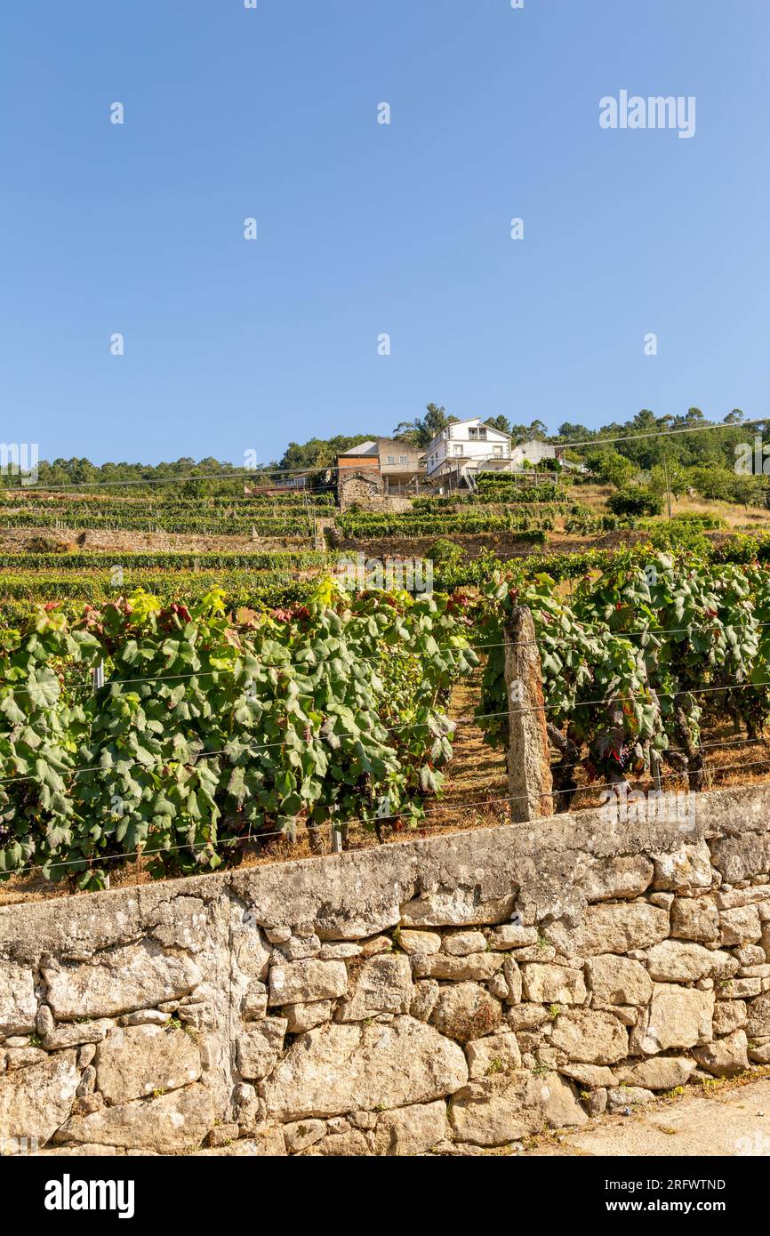Grapes growing on grapevines, Ribeiro wine region, Pazos de Arenteiro ...