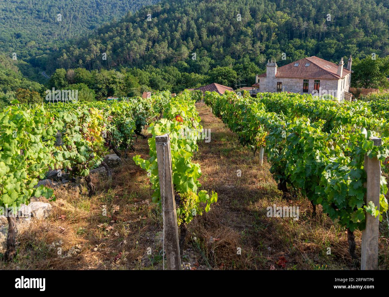 Ribeiro wine hi-res stock photography and images - Alamy