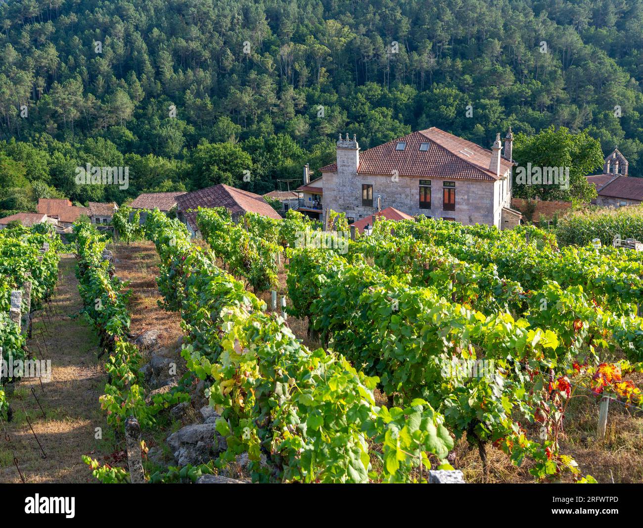 Ribeiro wine hi-res stock photography and images - Alamy