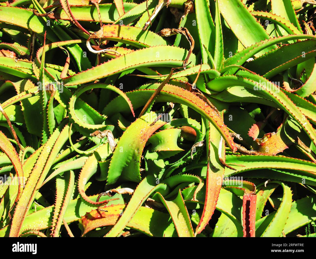 The Tangeled green and reddish Aloe leaves Stock Photo - Alamy