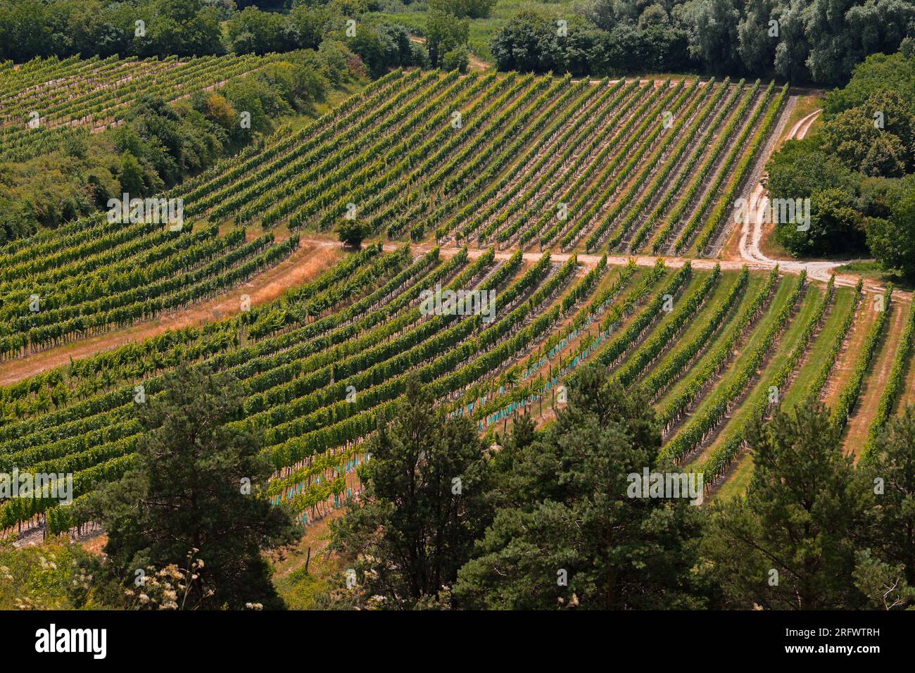 vineyards, trees, landscape view Stock Photo - Alamy