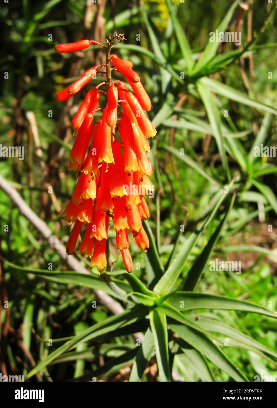 The Bright orange flower of a Climbing Aloe Stock Photo - Alamy