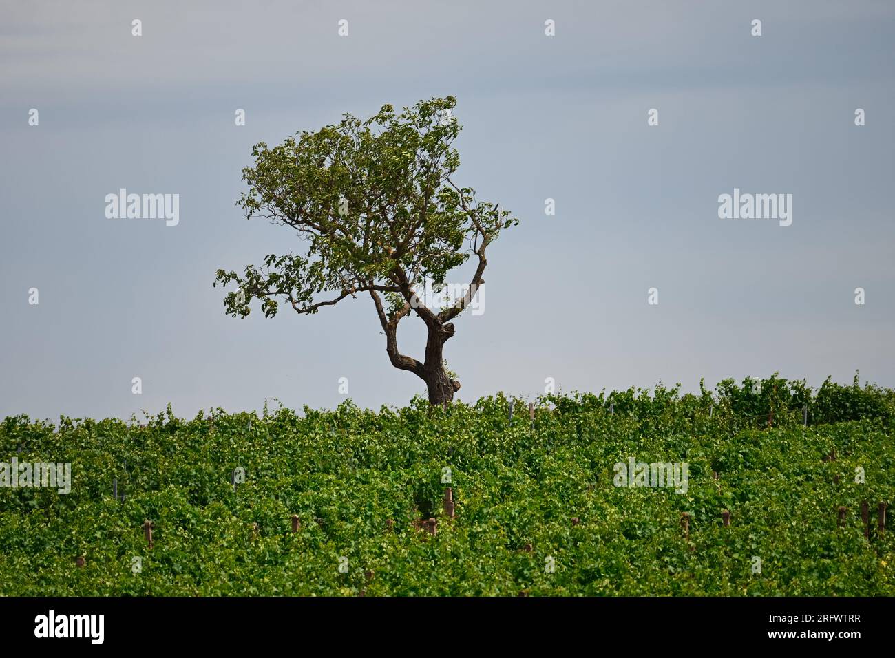 Outdoor vine hi-res stock photography and images - Alamy