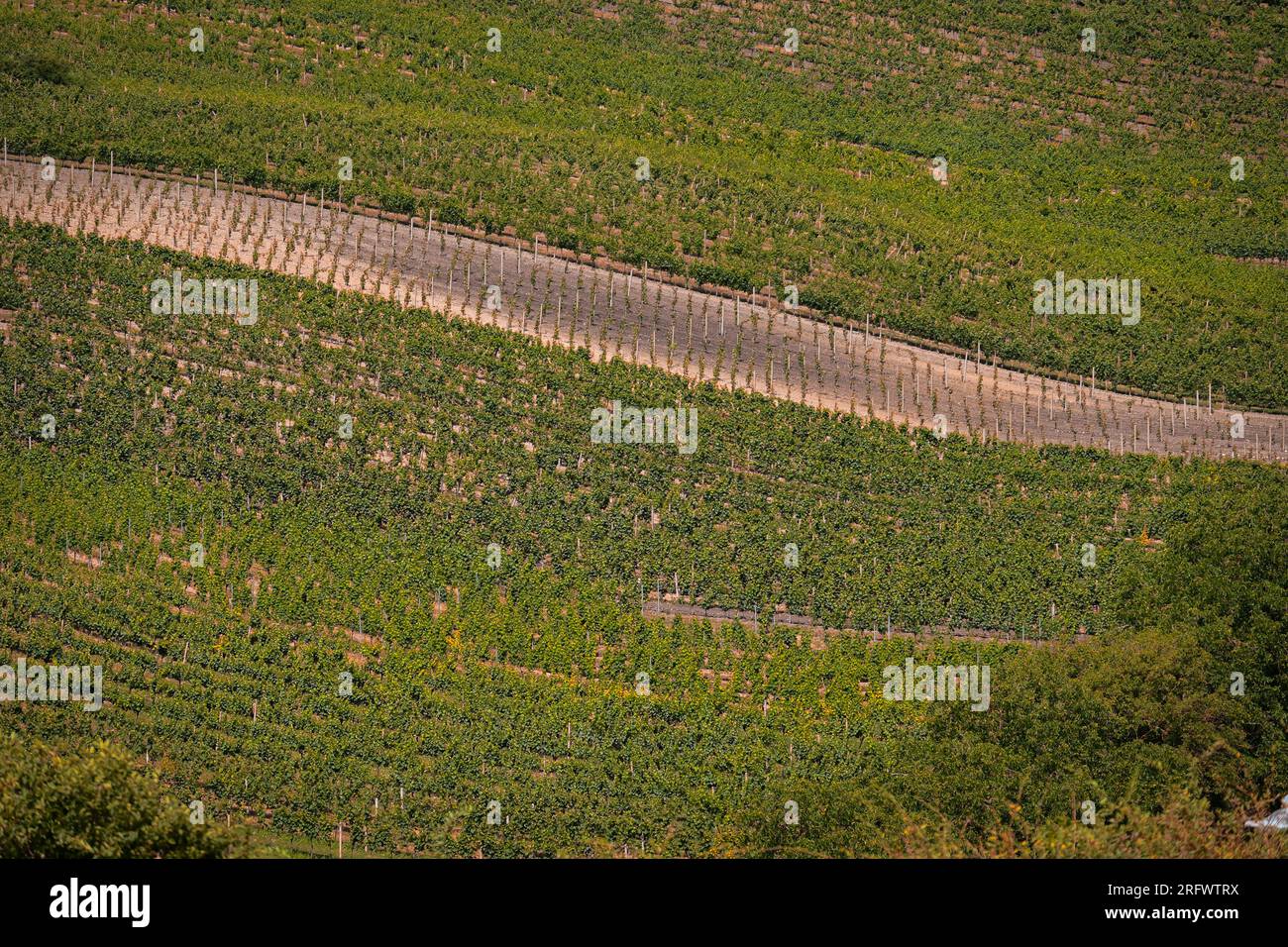 Outdoor vine hi-res stock photography and images - Alamy