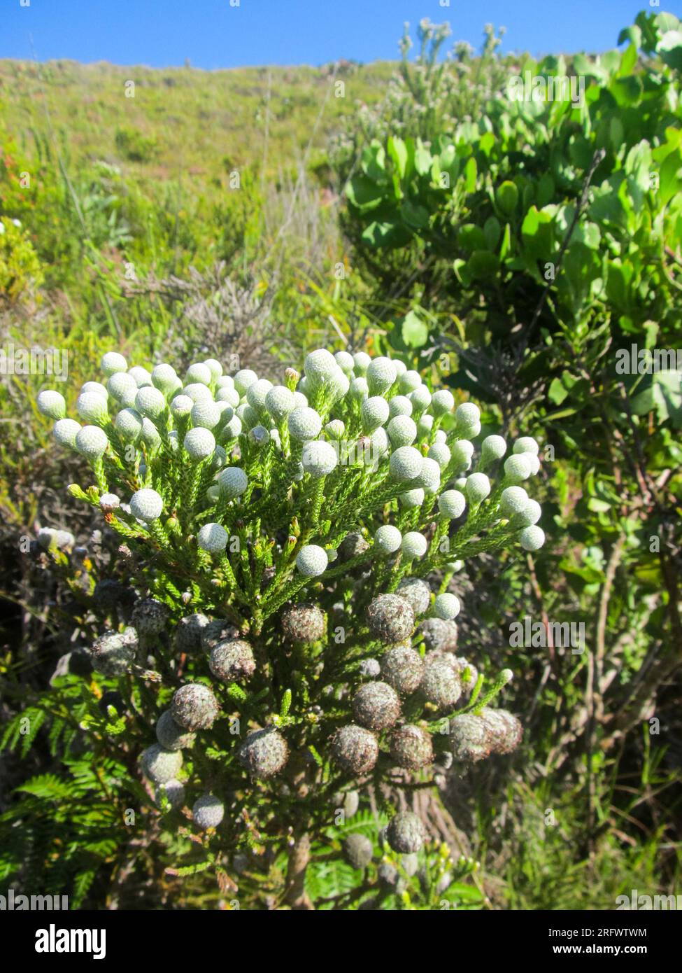 Silver Brunia, Brunia Laevis Stock Photo - Alamy