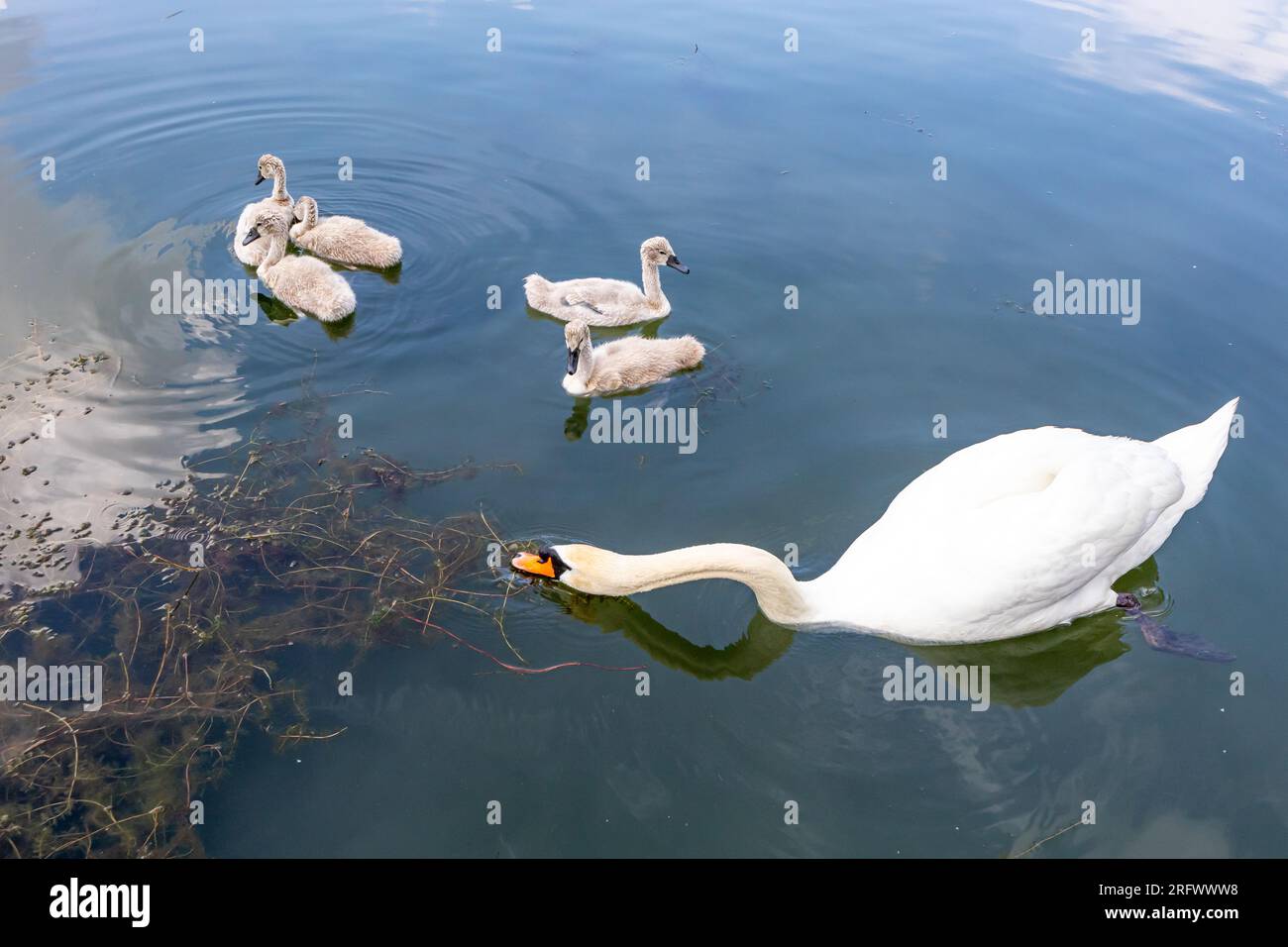 Adult white swan with its neck outstretched next to its five young ...
