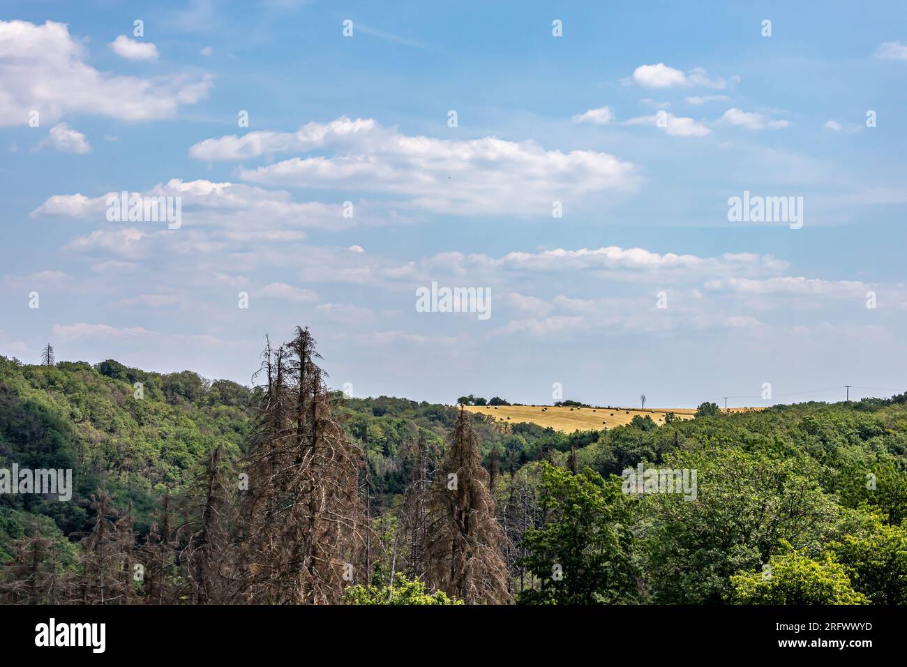 Aerial forest landscape of treetops in nature reserve Naturwanderpark ...