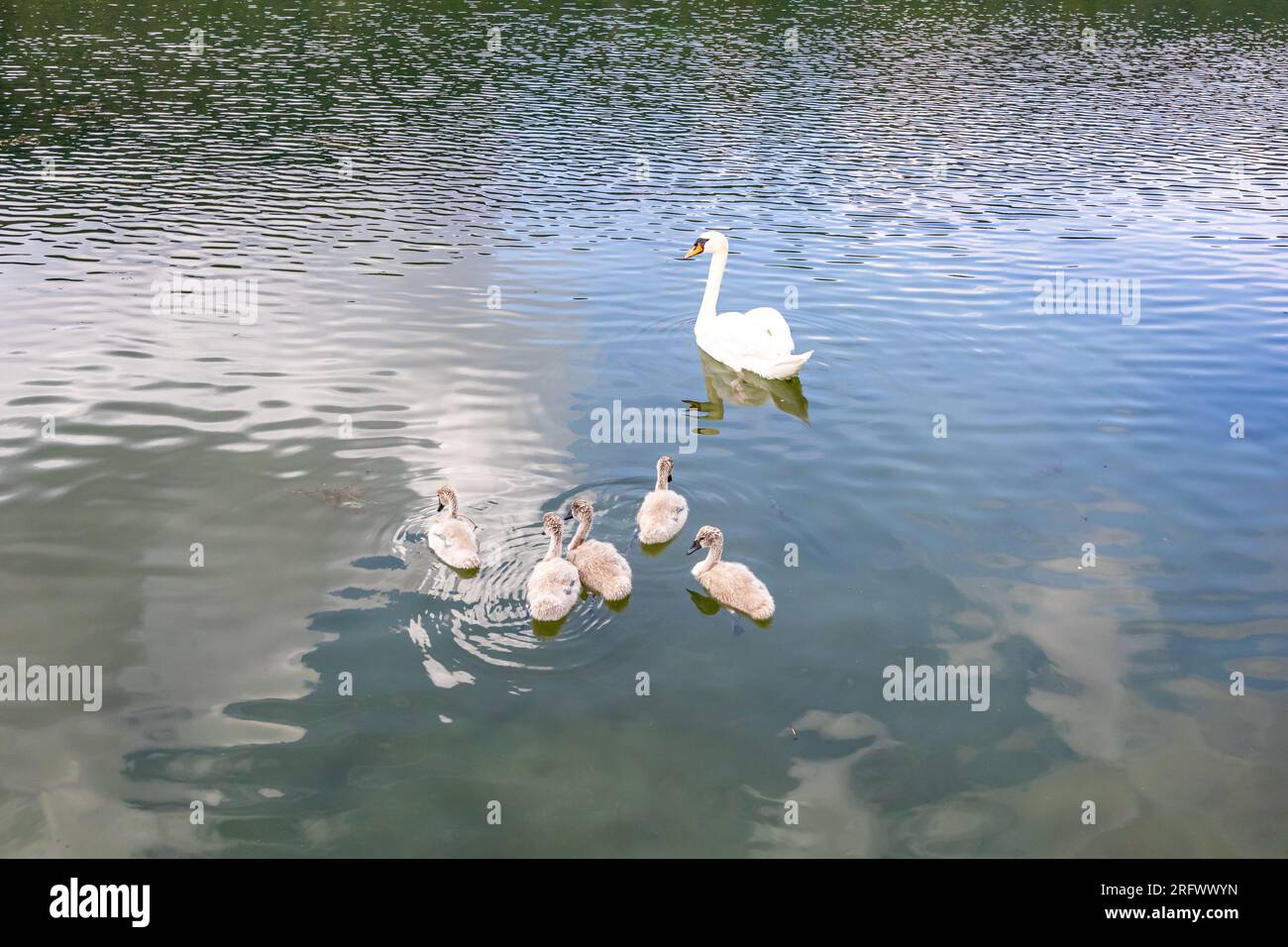 Rear view of an adult white swan swimming peacefully with five young ...
