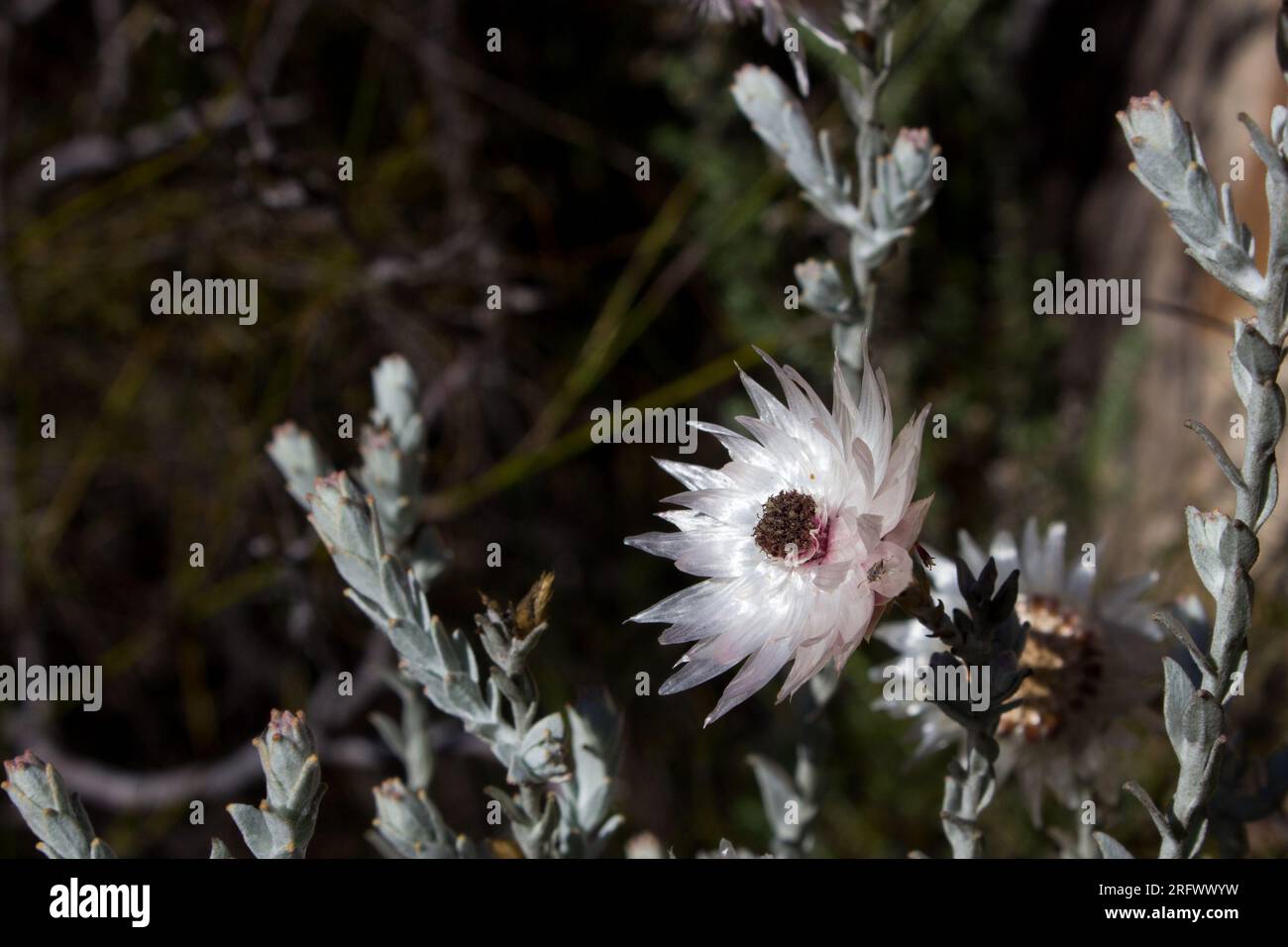 The delicate flower of a Syncarpha canescens, turned white with age ...