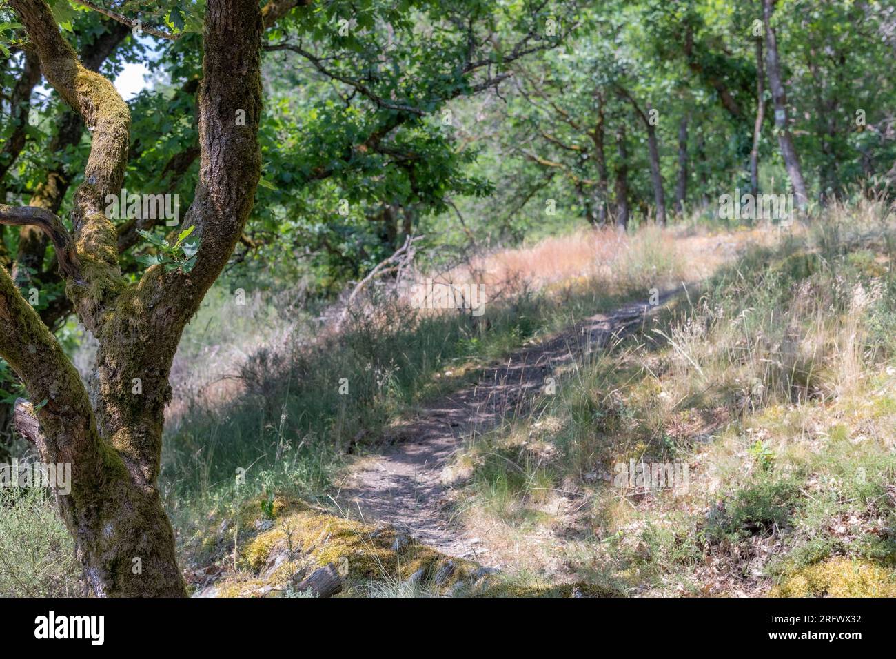 Tree trunk framing a narrow empty hiking trail between dry wild grass ...