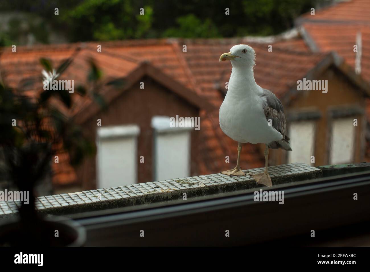 A seagull sits on the balcony in front of the window Stock Photo - Alamy