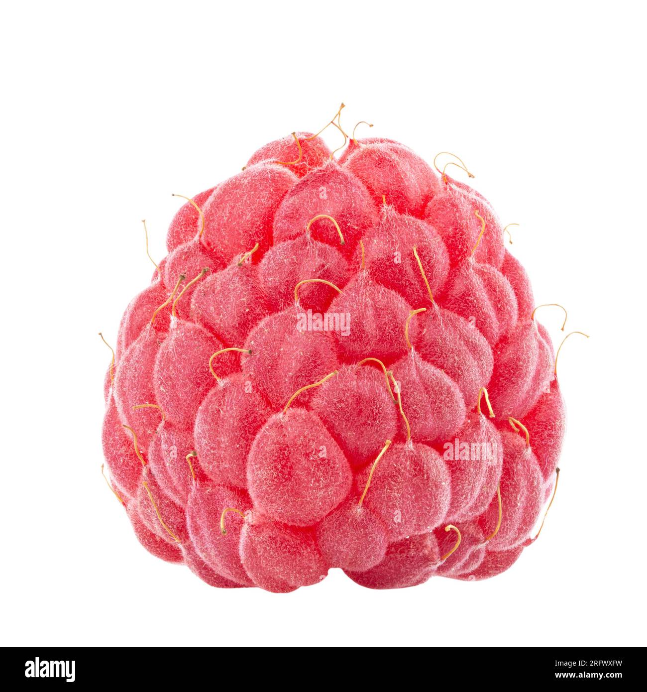 One fresh raspberry fruit isolated in white background. Isolated ...