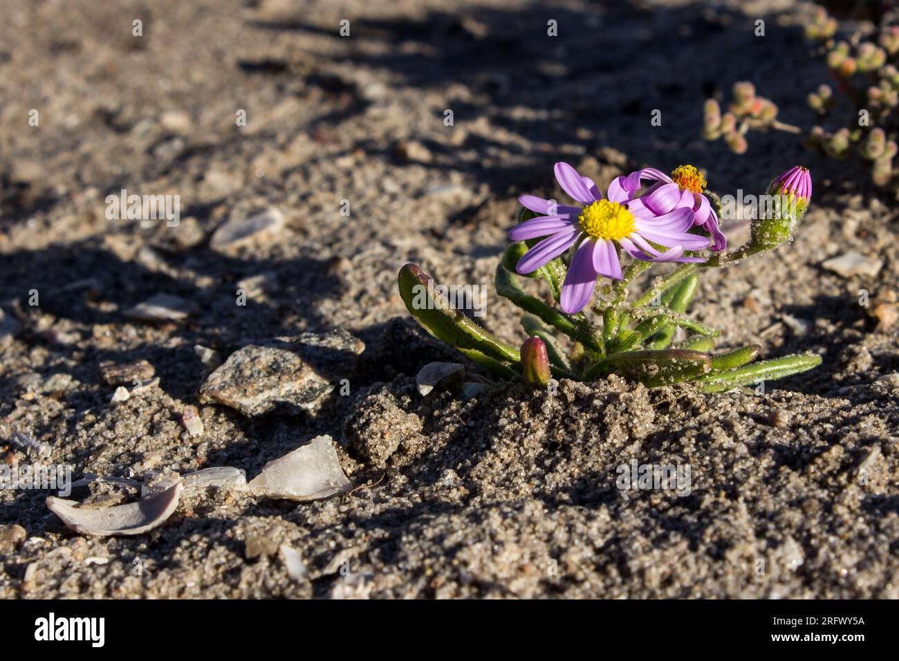 A single Dwarf Felicia flower, on the dry arid ground in the coastal ...
