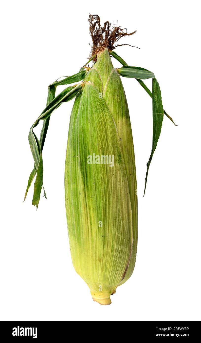 Corn in the skin on a white background. Cob of corn close up Stock ...