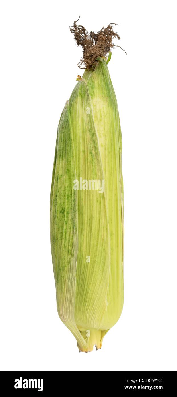 Corn in the skin on a white background. Cob of corn close up Stock ...