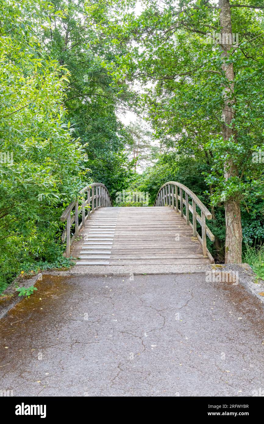 Arch bridge over a stream, arched platform of wooden planks, abundant ...