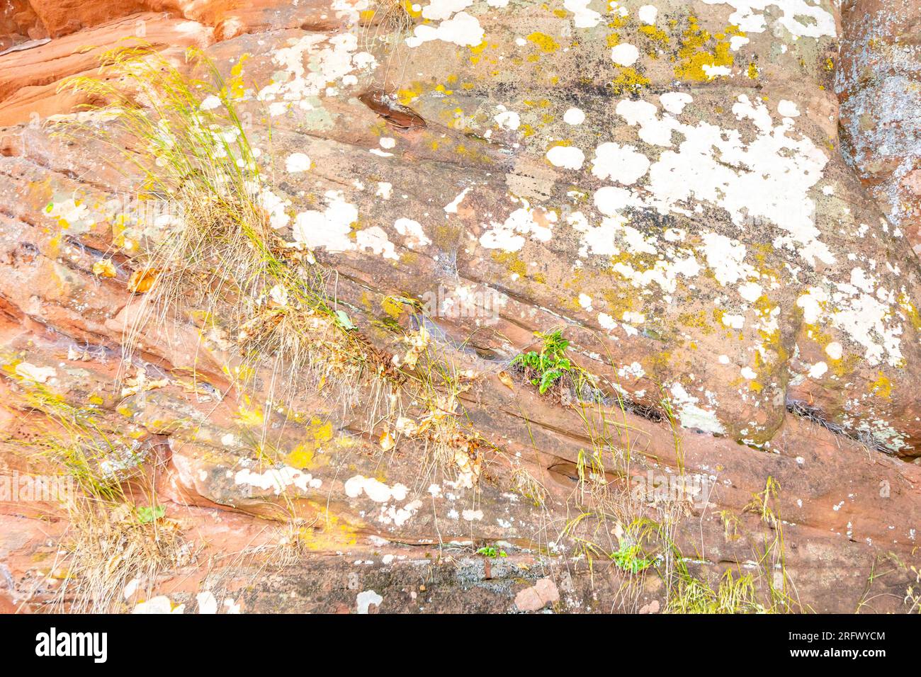 Close-up of sandstone rock formation wall with wild grass between the ...