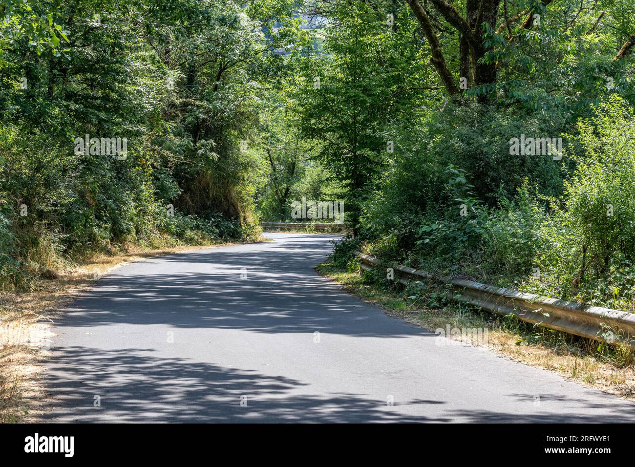 Empty asphalt rural road among abundant wild vegetation and green leafy ...