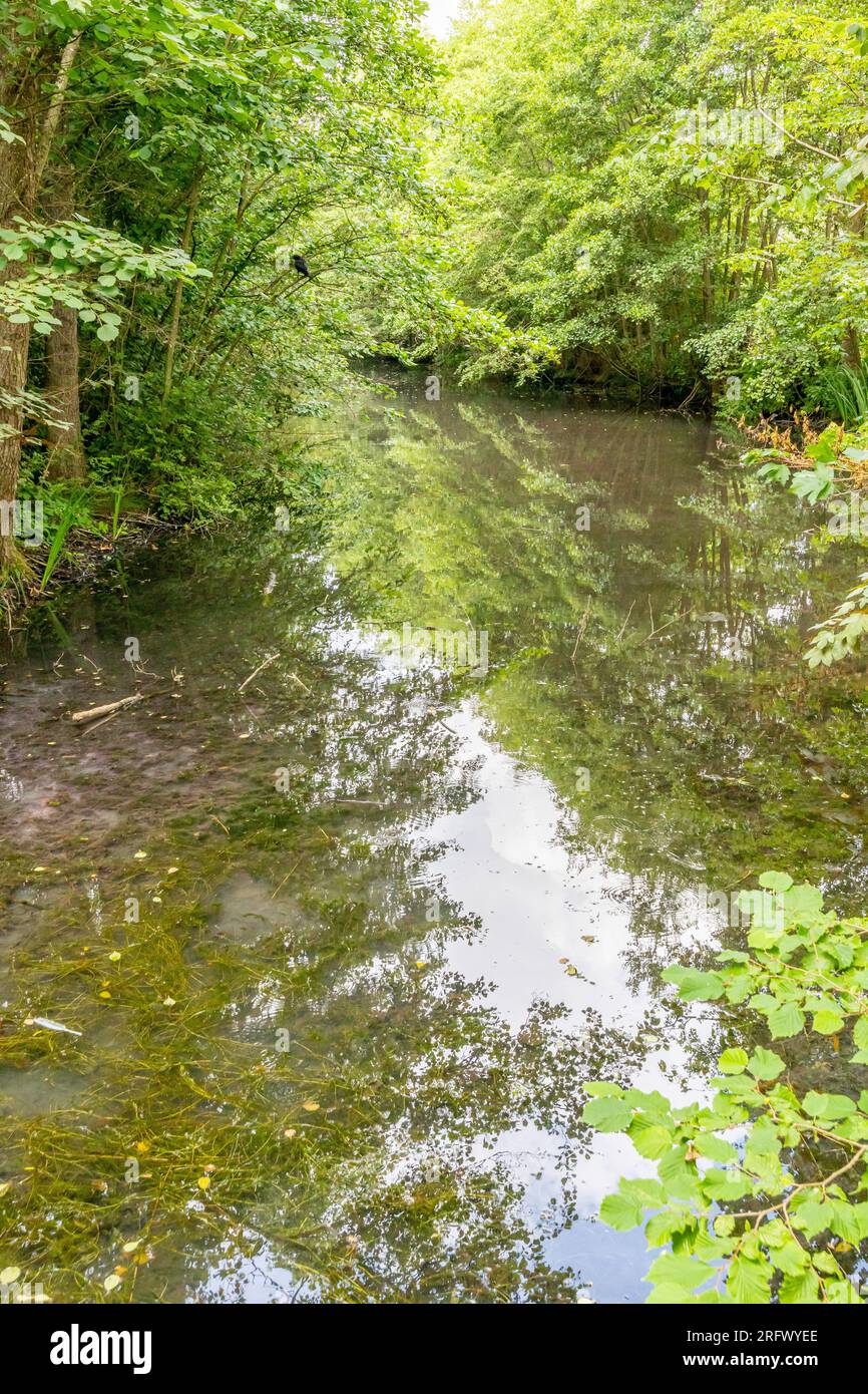 Swampy stream surrounded by wild vegetation with leafy trees in ...