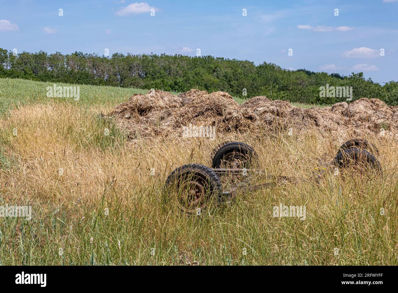 Agricultural field with accumulation of straw among wild grass, part of ...