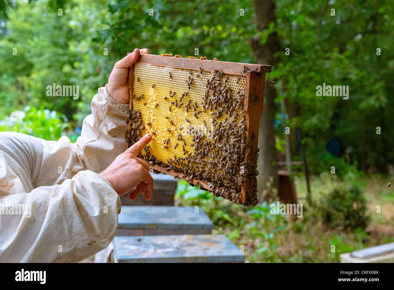 Beekeeper or apiarist looking and pointing a honeycomb frame in apiary ...