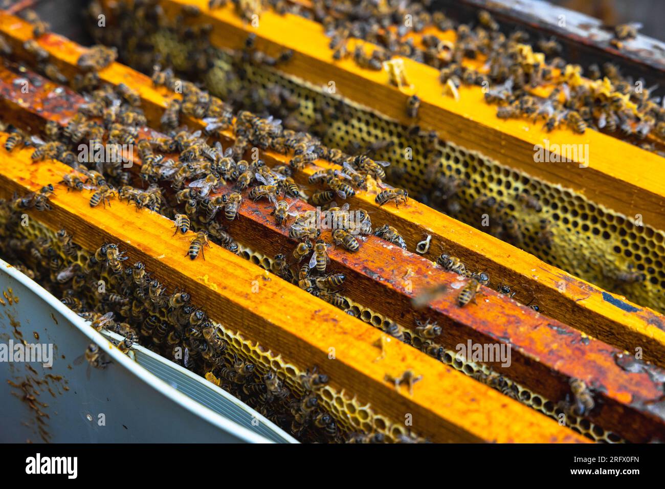 Beehive in focus. Honey production background photo. Bees in the hive ...