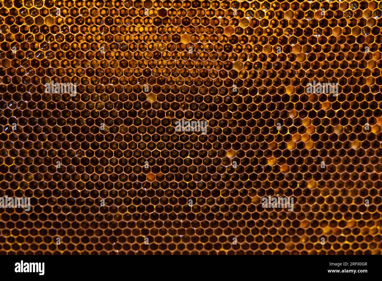 Honeycomb in full frame view with cells with full of bee breads ...
