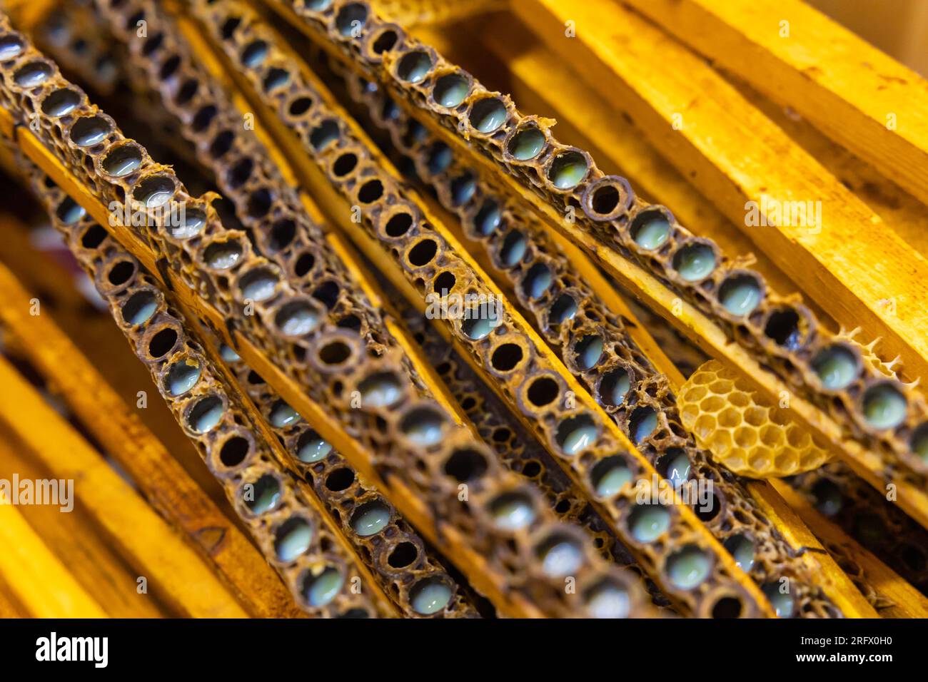Royal jelly production. Bee queen cells full with royal jelly in focus ...