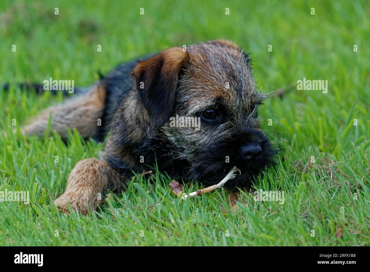Big hunter dog hi-res stock photography and images - Alamy