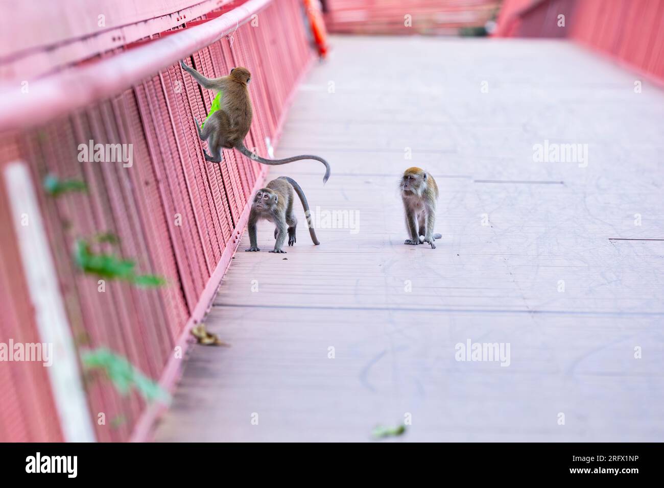 An adult female long tailed macaque walks through a group of juveniles ...
