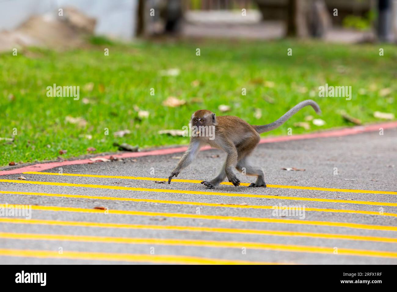 A juvenile female long tailed macaque runs across rumble strips painted ...