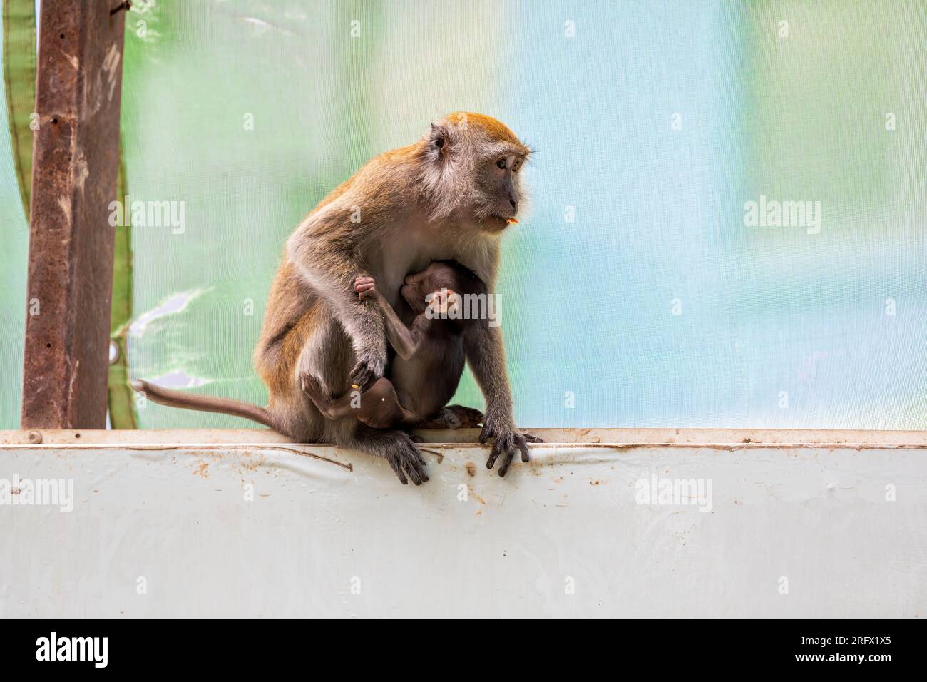 A female long-tailed macaque suckles her baby while they sit on the ...