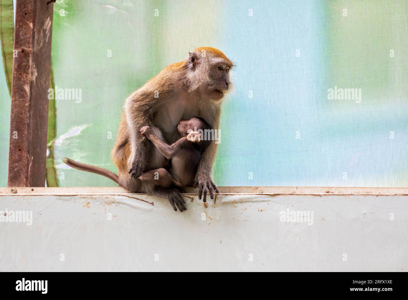 A female long-tailed macaque suckles her baby while they sit on the ...