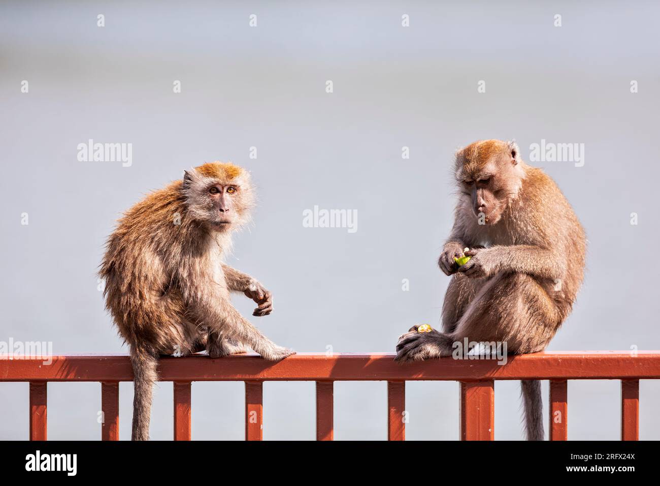 A bedraggled long-tailed macaque sits on a ballustrade next to a larger ...