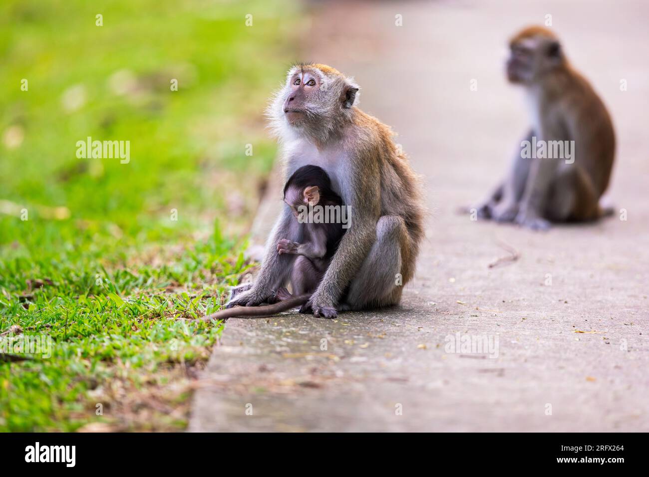 A long-tailed macaque baby holds her mum while they sit on the Punggol ...