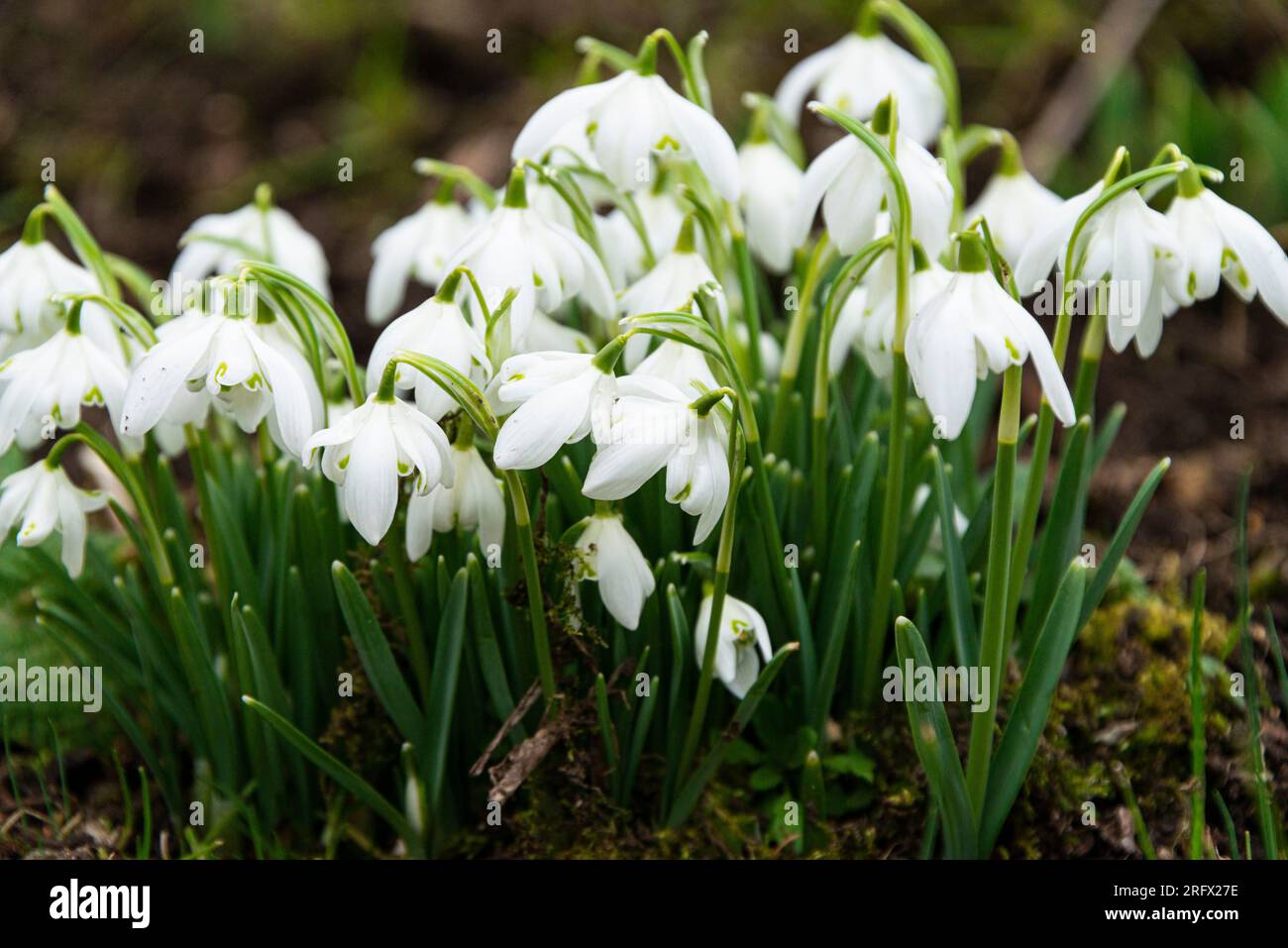 The double flowered Snowdrop 'Flore Pleno' (Galanthus nivalis f ...