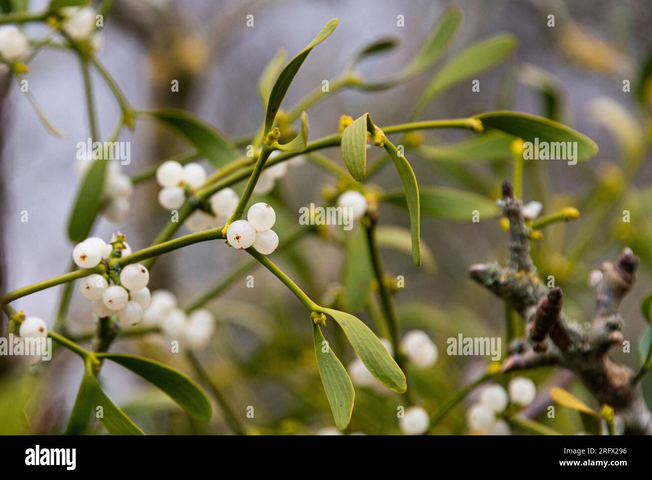 Hemi parasitic plants hi-res stock photography and images - Alamy