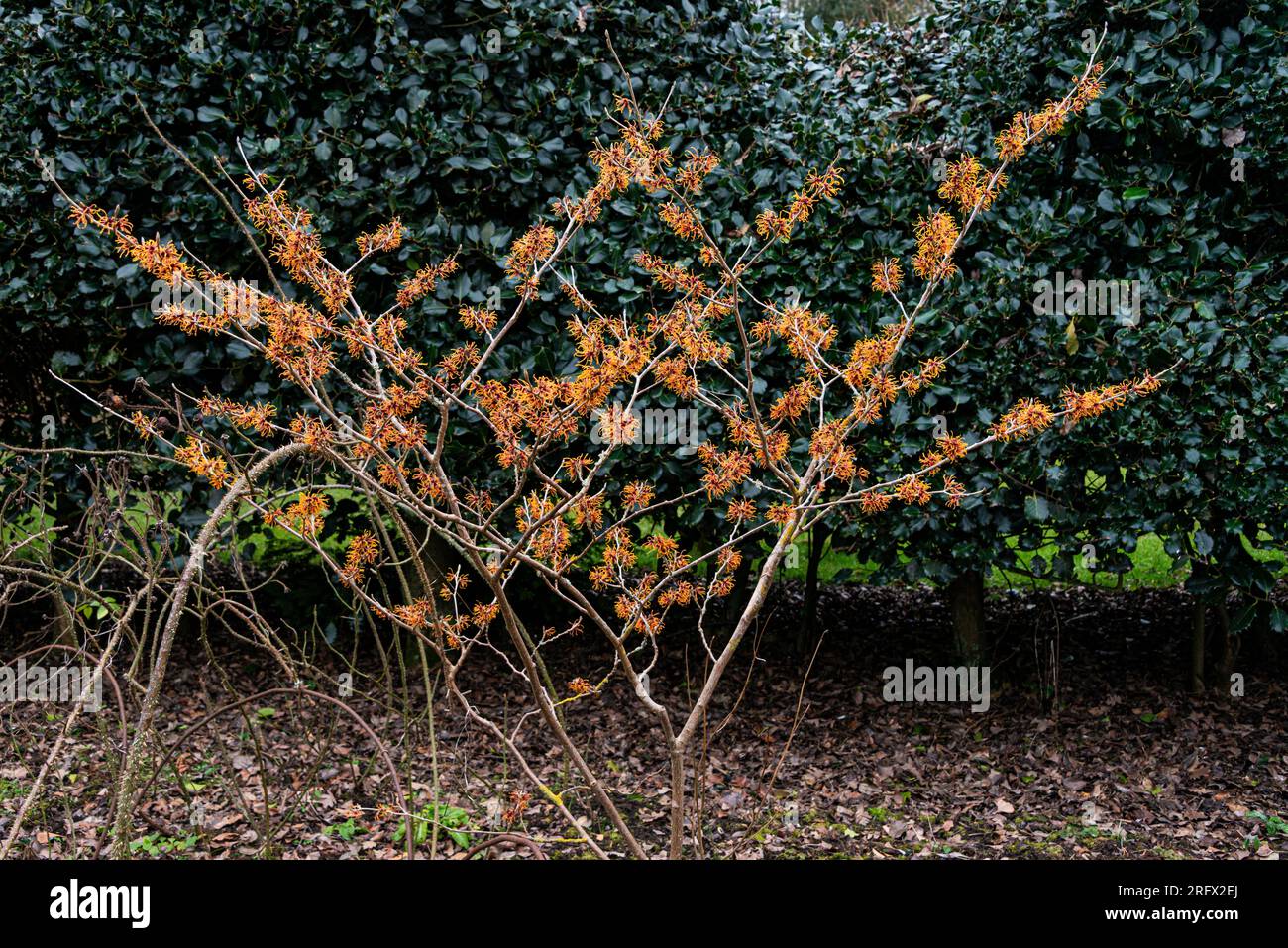 Witch hazel 'Jelena' (Hamamelis × intermedia 'Jelena' Stock Photo - Alamy