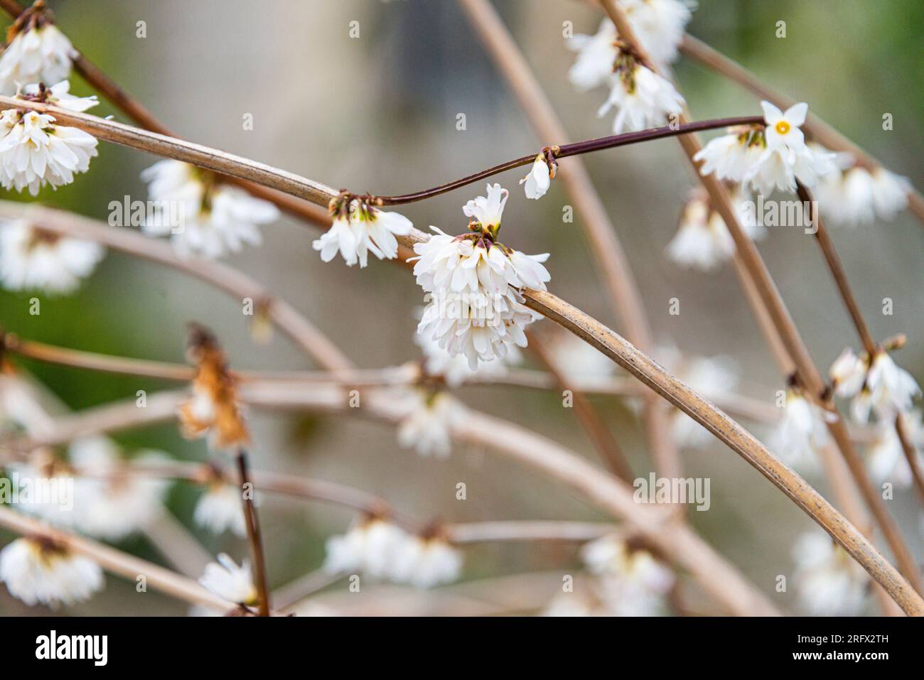 The flowers of a white forsythia (Abeliophyllum distichum Stock Photo ...